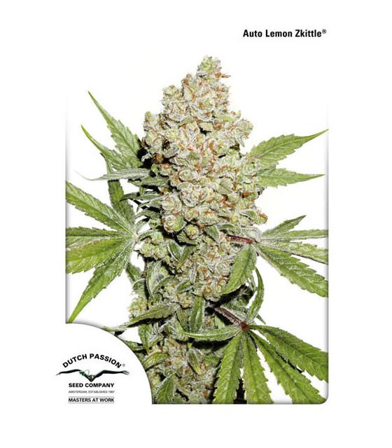 Σπόροι ψυχαγωγικής κάνναβης για αγορά στην Ελλάδα