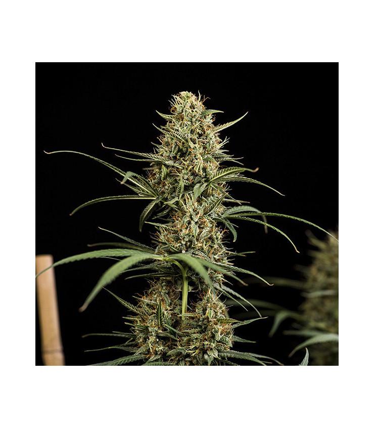 Hulkberry Auto (Royal Queen Seeds)